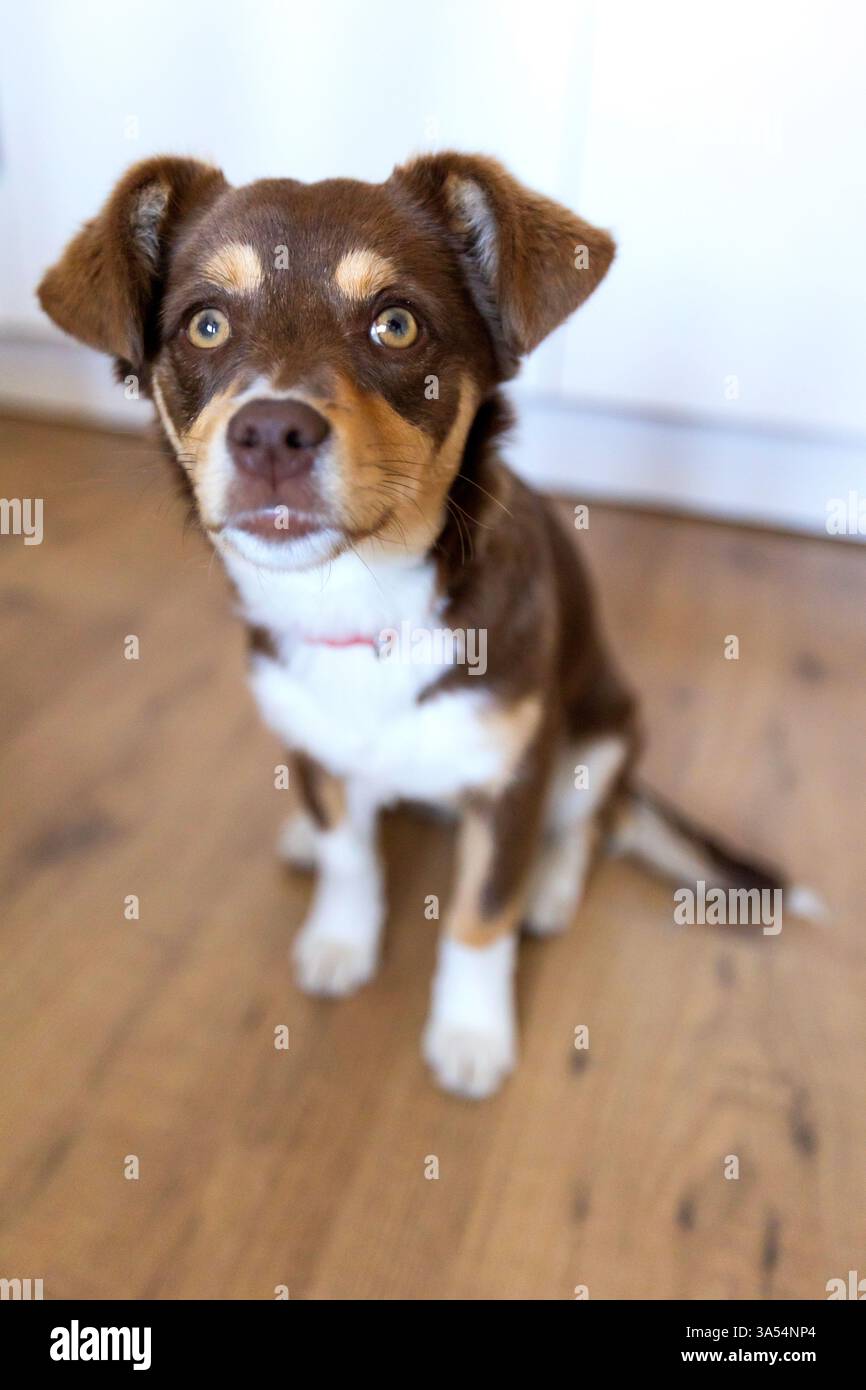 Brown and white mixed breed mutt puppy dog sitting in the room indoors ...