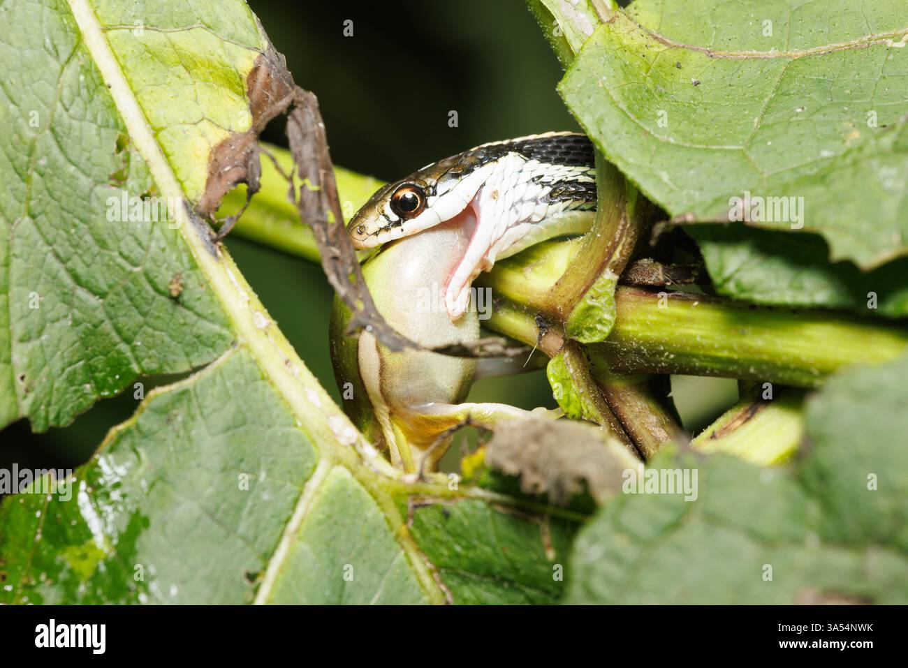 Orange-striped Ribbon Snake eating a frog, USA Stock Photo - Alamy