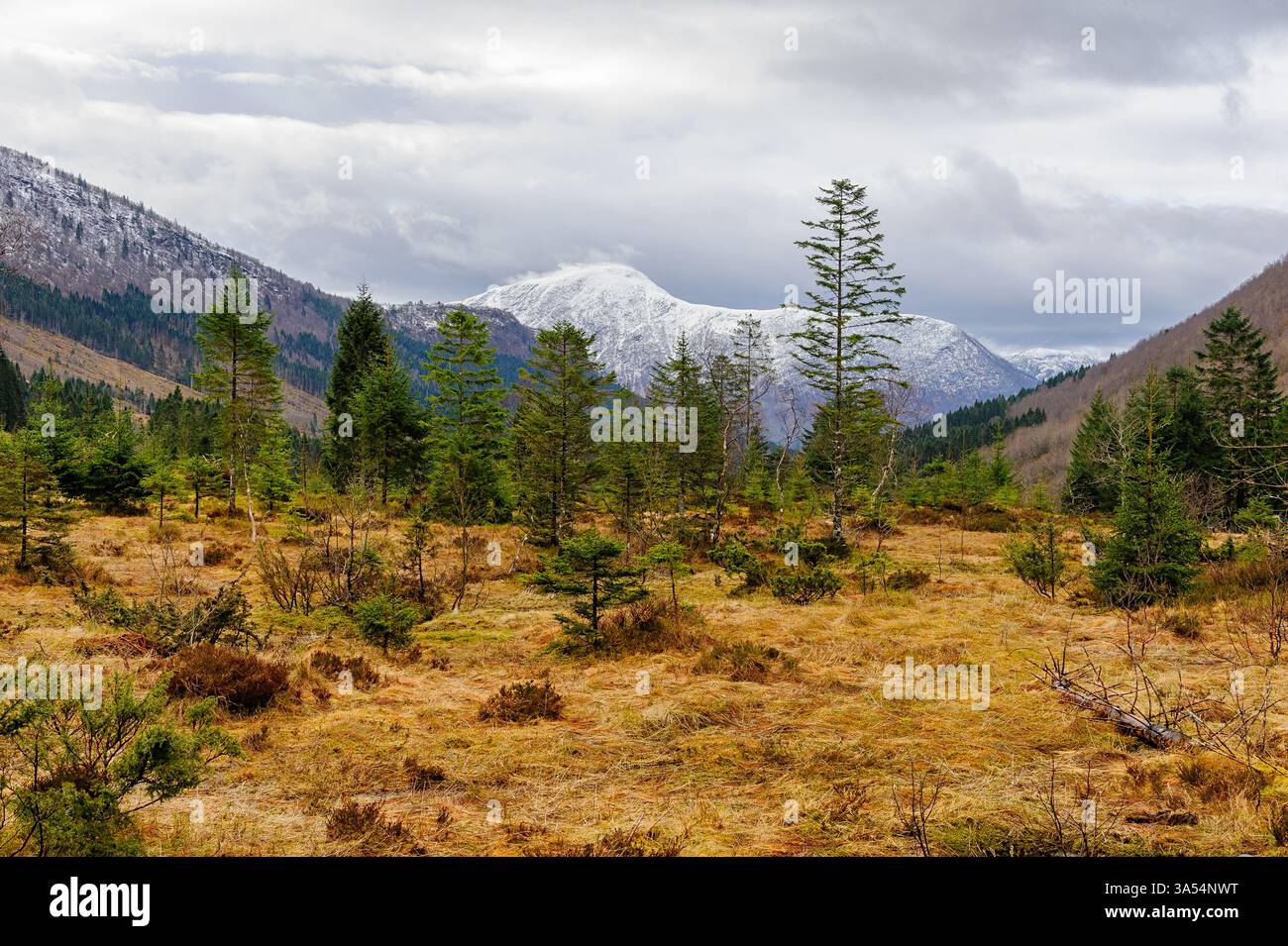 Expansive valley showcases snow-capped mountains, fresh greenery, and ...