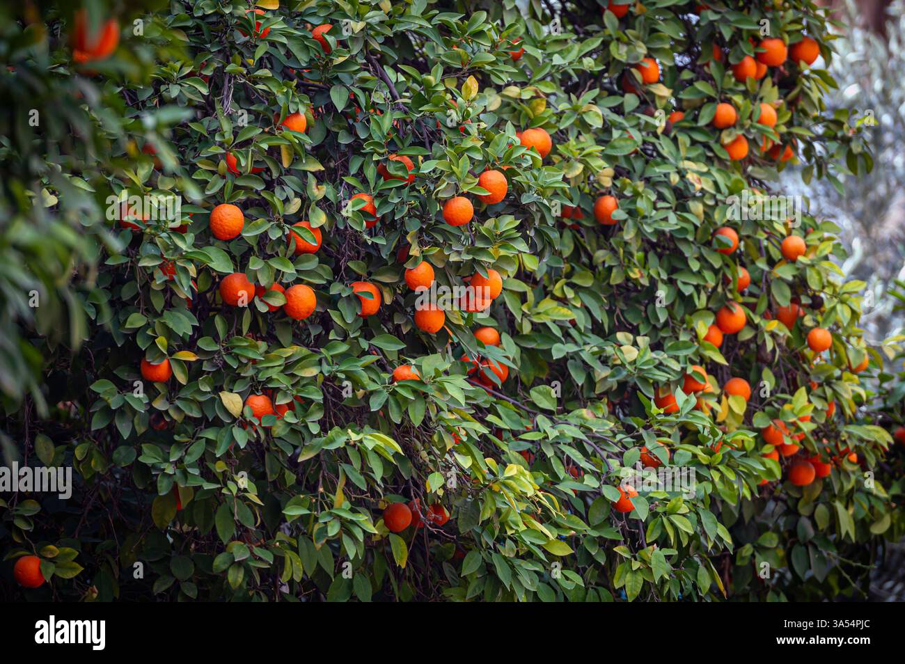 Vibrant orange tree laden with fruit in a Moroccan garden during sunny ...