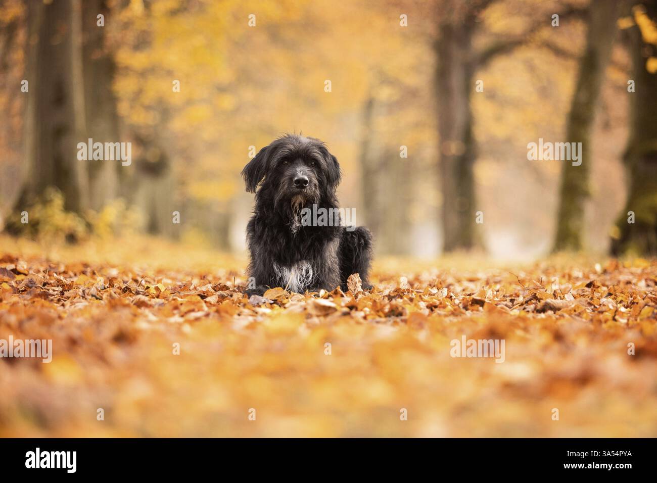 Schnauzer cross hi-res stock photography and images - Alamy