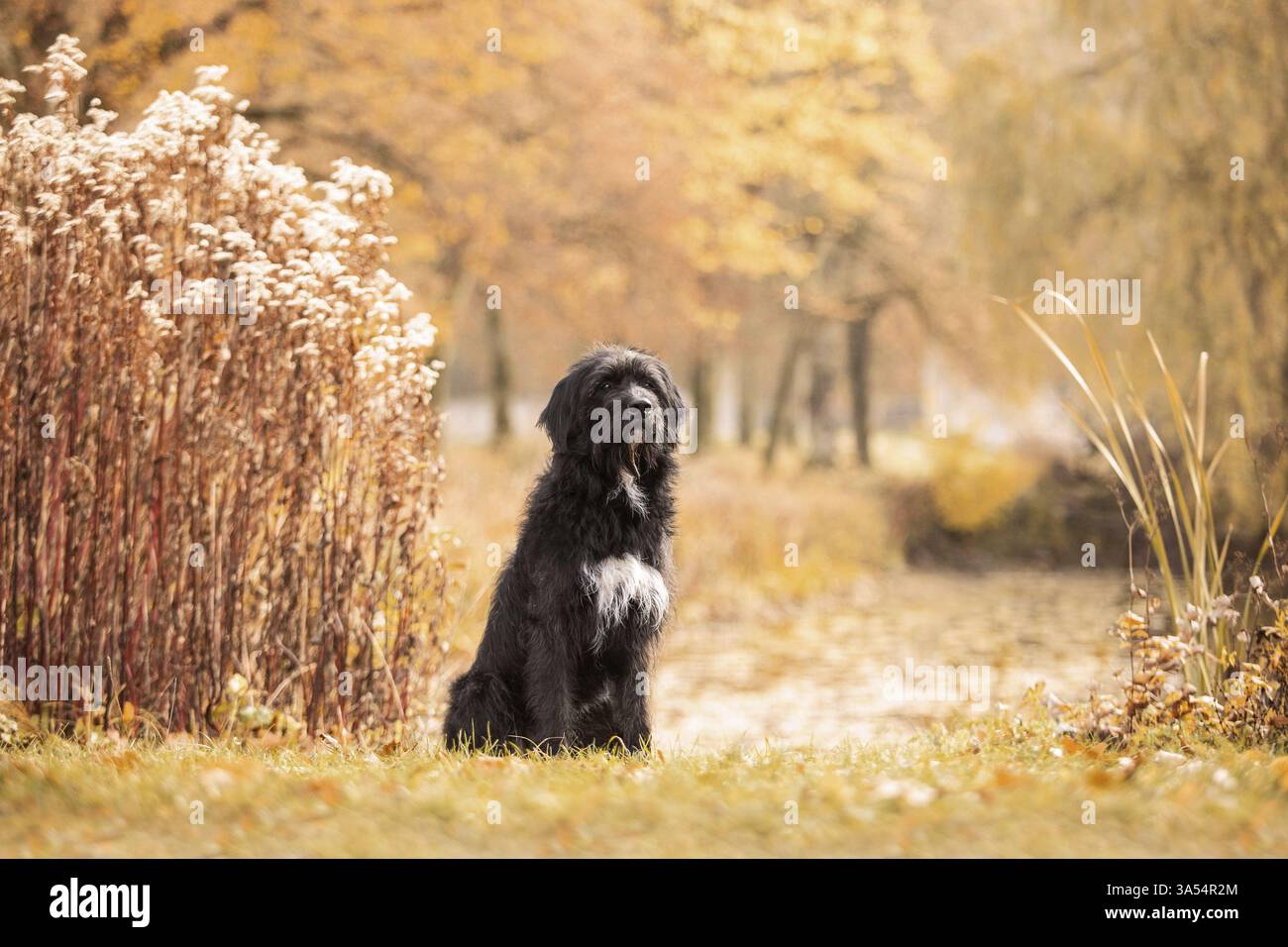Schnauzer cross hi-res stock photography and images - Alamy