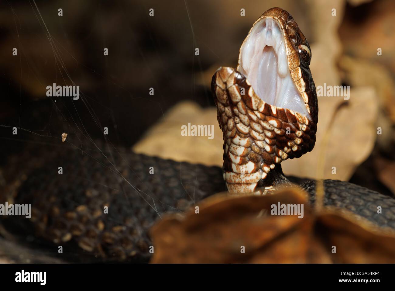 Northern Cottonmouth, USA Stock Photo - Alamy