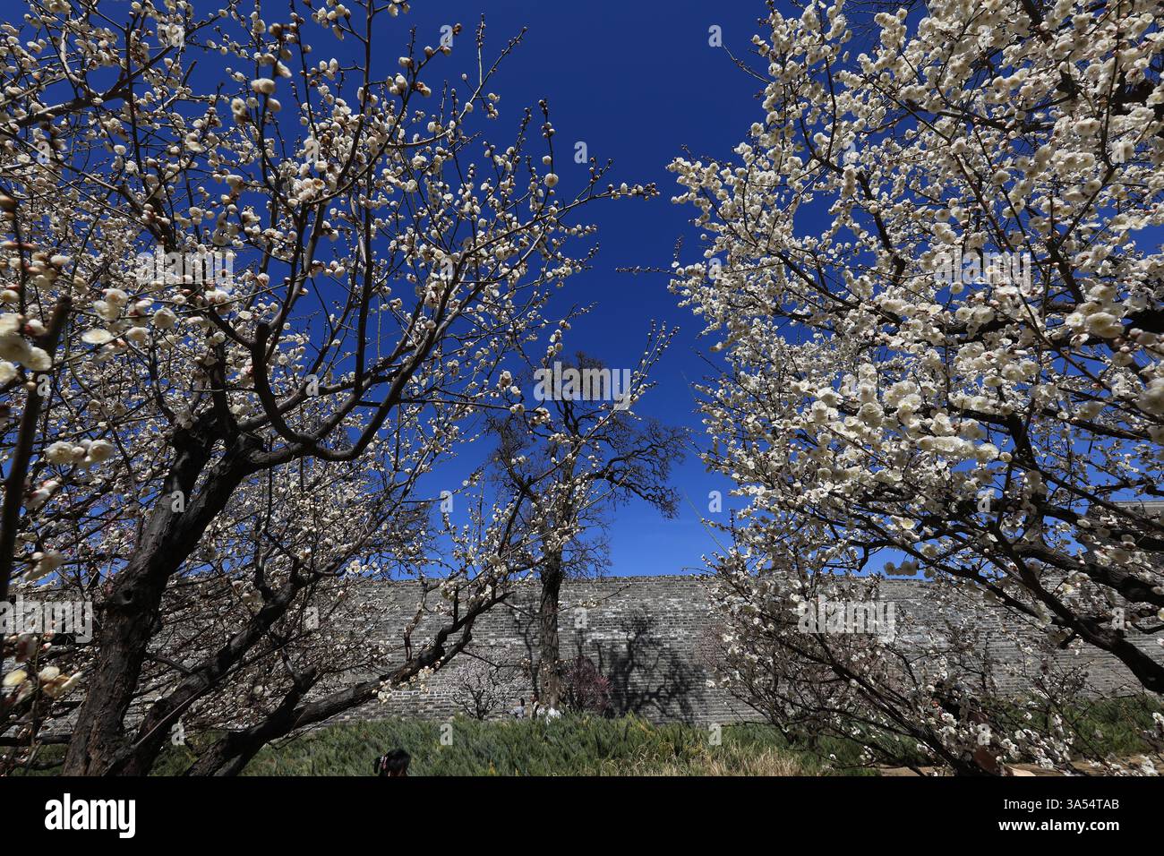 Plum blossoms bloom at Beijing Ming City Wall Ruins Park, Beijing ...