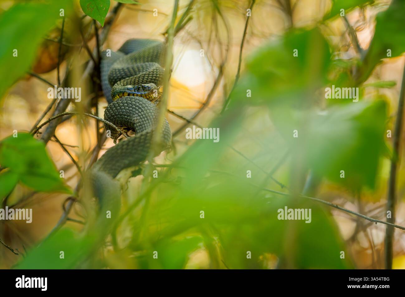 Plain-bellied Watersnake, Snake Road, Shawnee National Forest, Union ...