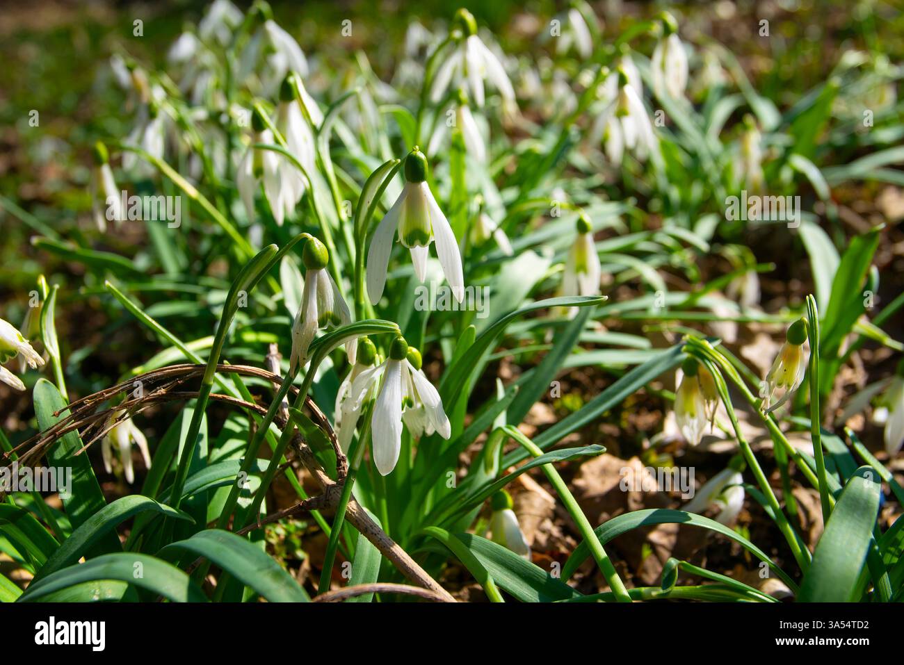 Spring. Snowdrops. Spring mood. Beautiful spring flowers snowdrops ...