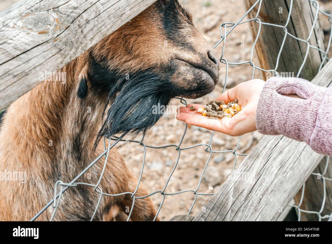 Feeding a goat with pellets by hand hi-res stock photography and images ...