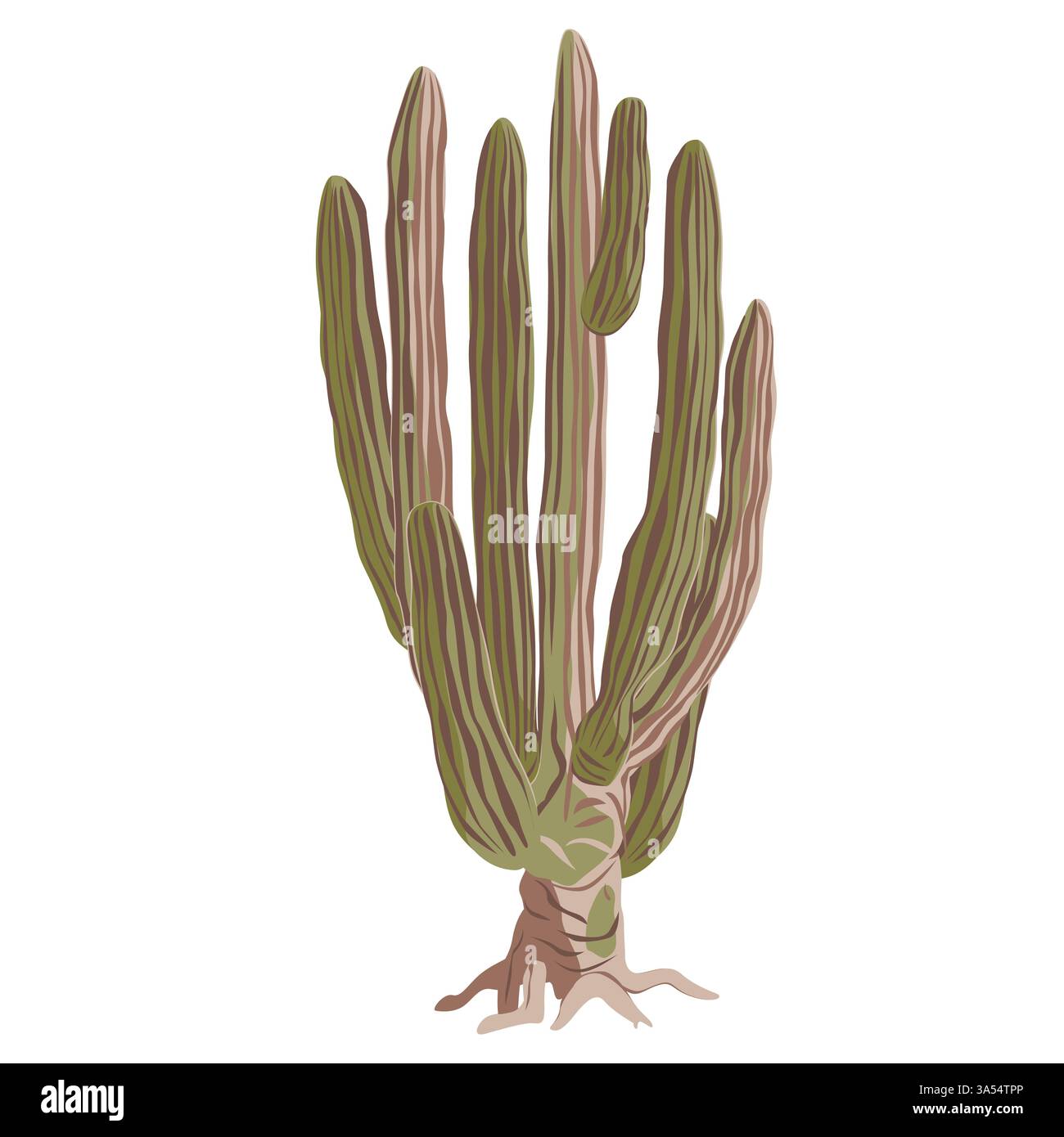 Old and tall Mexican giant cardon or Pachycereus pringlei cactus ...