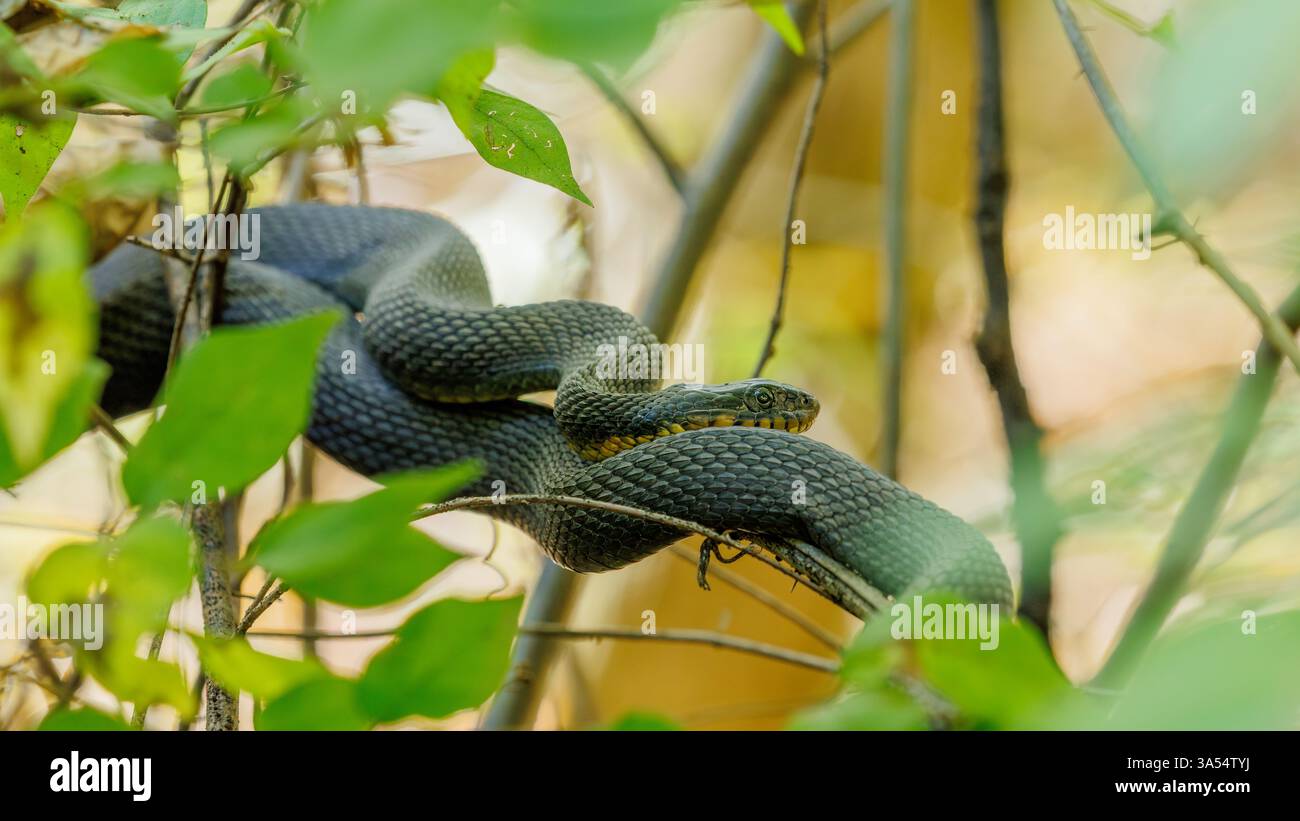 Plain-bellied Watersnake, Snake Road, Shawnee National Forest, Union ...