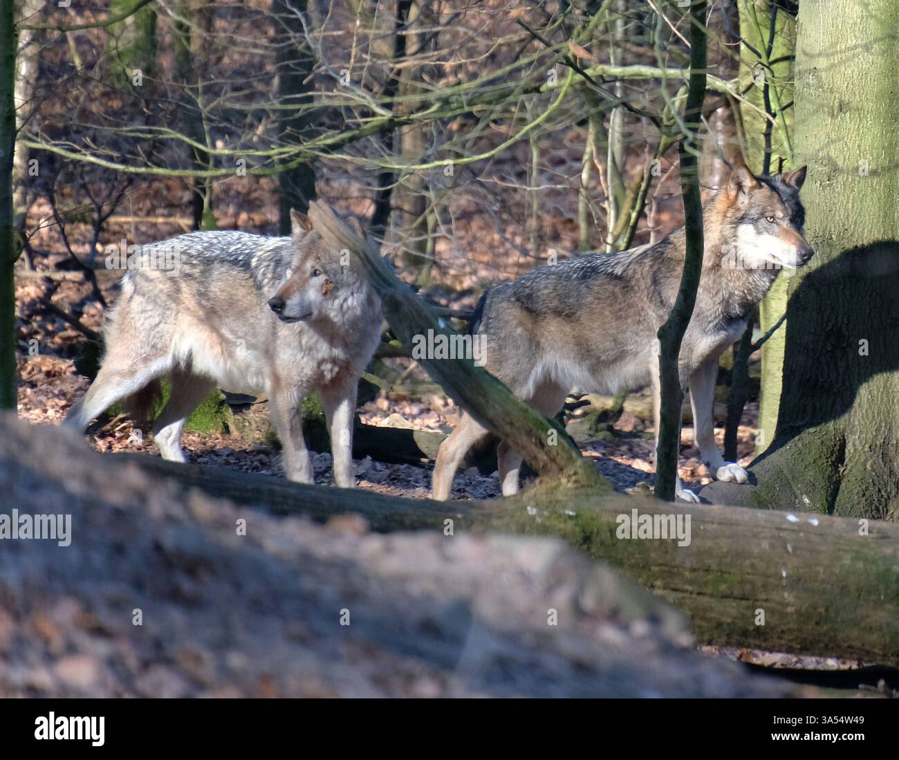 Wolf-Europaeischer Grauwolf in Deutschland in Aktion. Wolf-Grauwolf ...