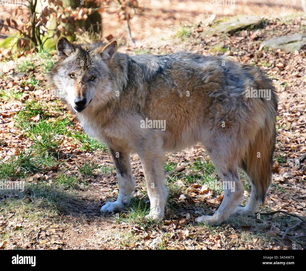 Wolf-Europaeischer Grauwolf in Deutschland in Aktion. Wolf-Grauwolf ...
