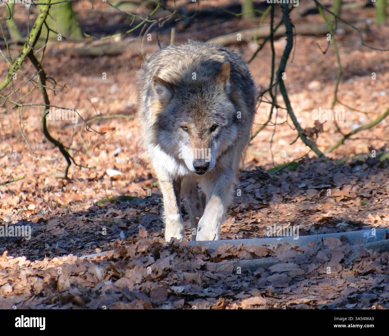 Wolf-Europaeischer Grauwolf in Deutschland in Aktion. Wolf-Grauwolf ...