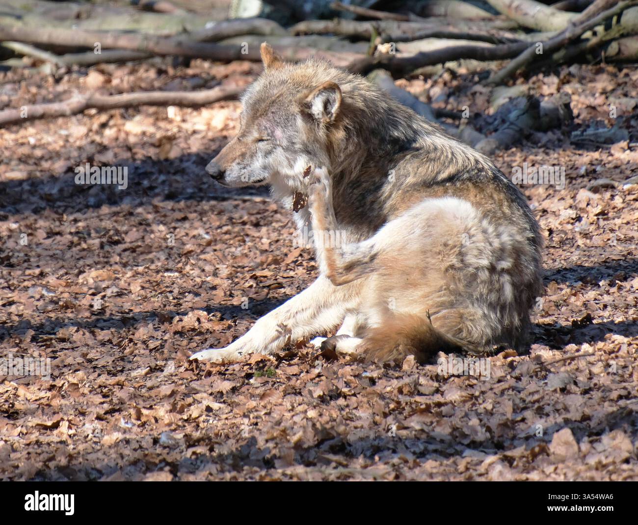 Wolf-Europaeischer Grauwolf in Deutschland in Aktion. Wolf-Grauwolf ...