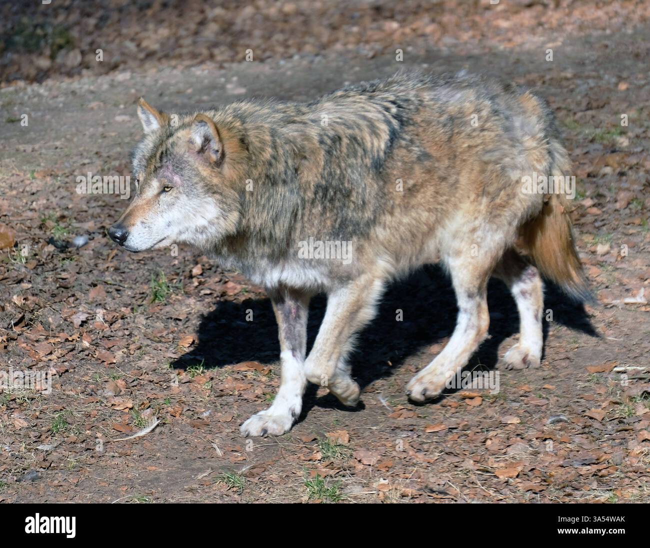 Wolf-Europaeischer Grauwolf in Deutschland in Aktion. Wolf-Grauwolf ...