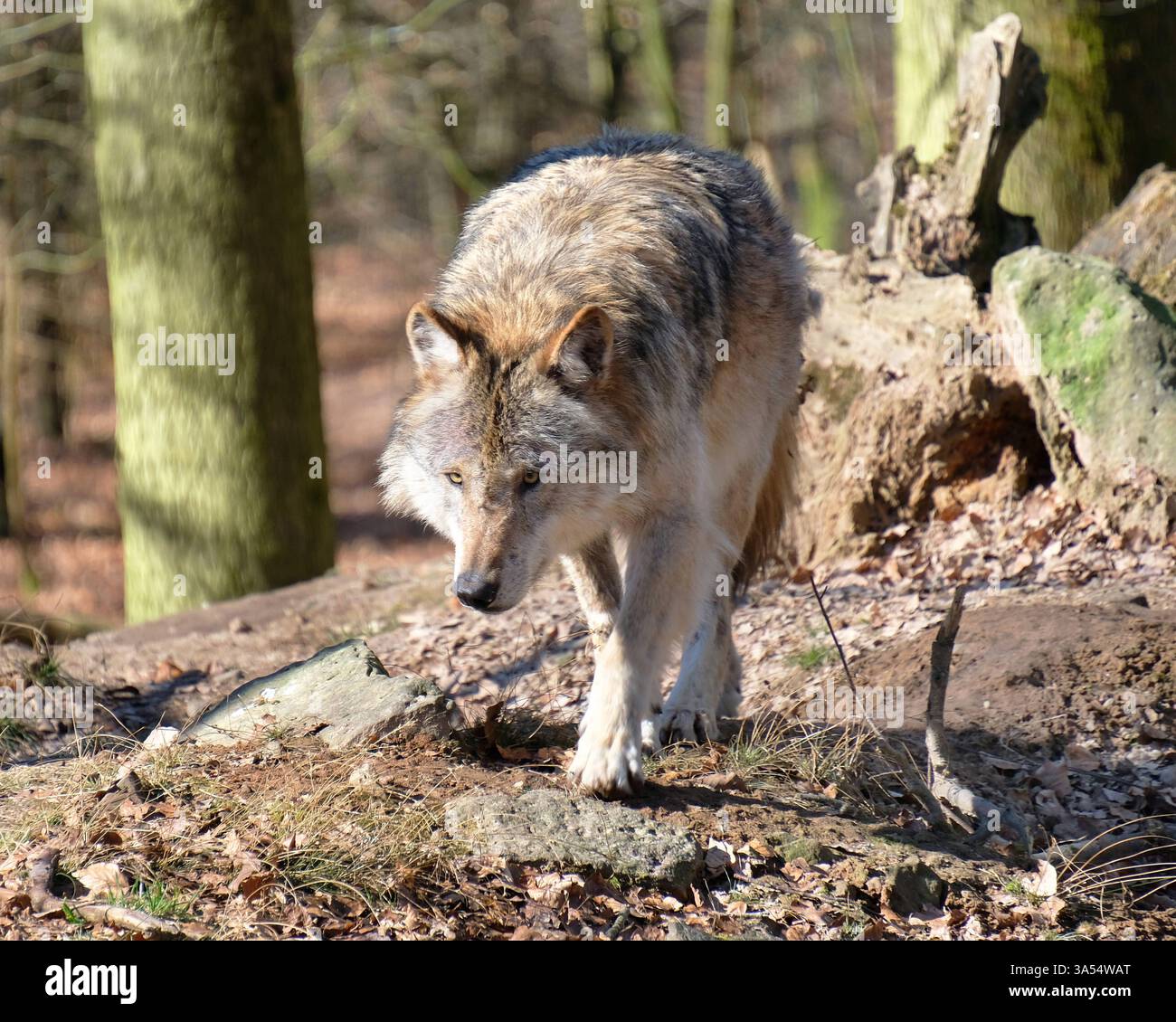 Wolf-Europaeischer Grauwolf in Deutschland in Aktion. Wolf-Grauwolf ...