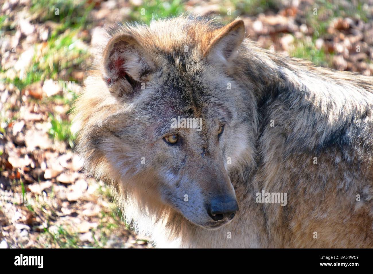 Wolf-Europaeischer Grauwolf in Deutschland in Aktion. Wolf-Grauwolf ...