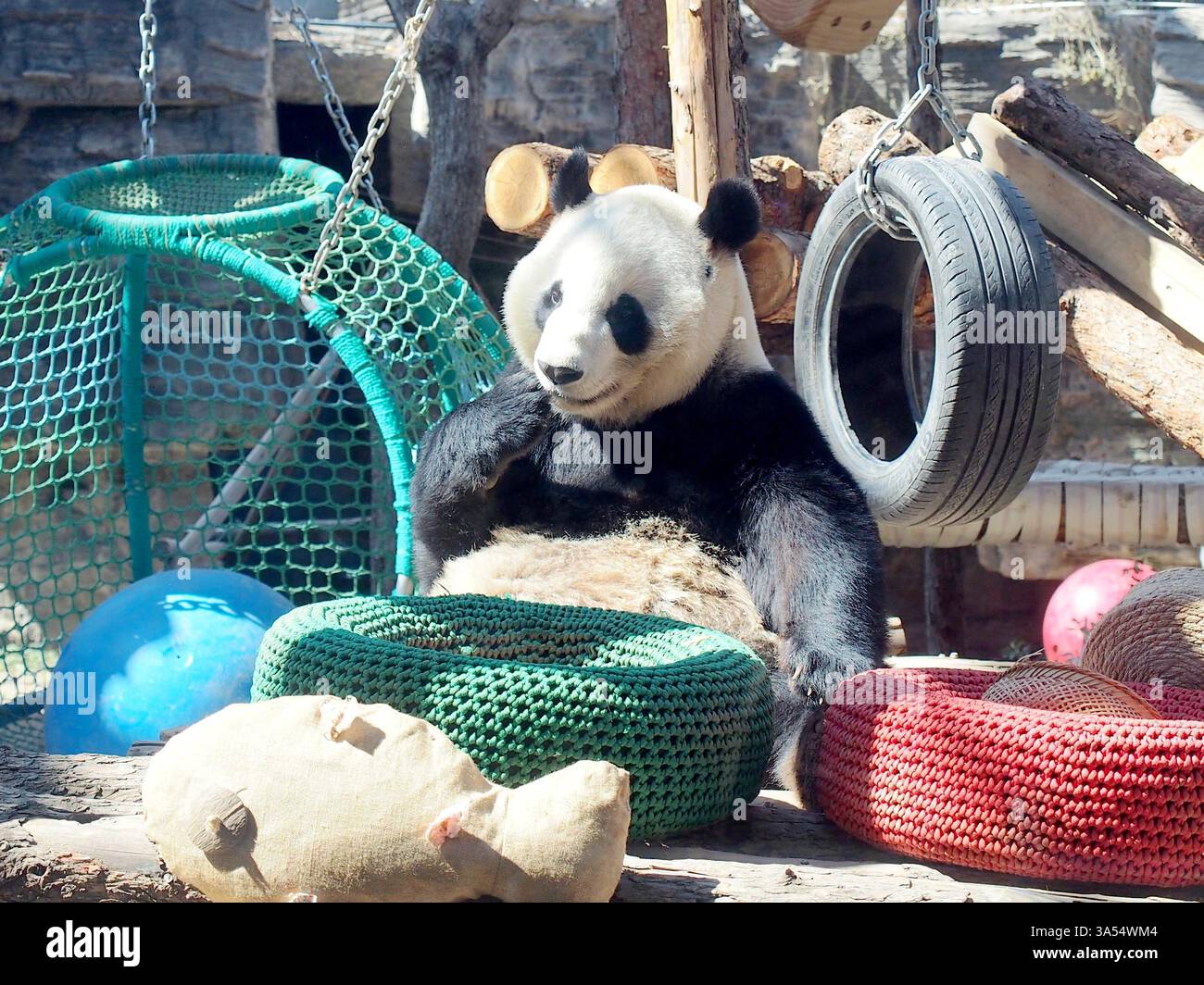 Giant pandas enjoy spring time at Beijng Zoo, Beijing, China, 17 March ...