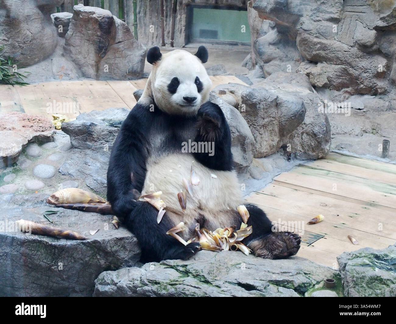 Giant pandas enjoy spring time at Beijng Zoo, Beijing, China, 17 March ...