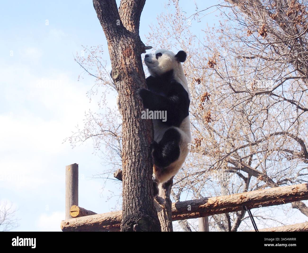Giant pandas enjoy spring time at Beijng Zoo, Beijing, China, 17 March ...