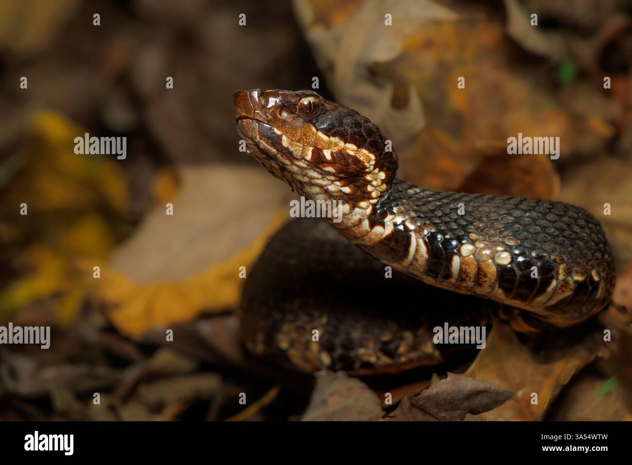 Northern Cottonmouth, USA Stock Photo - Alamy