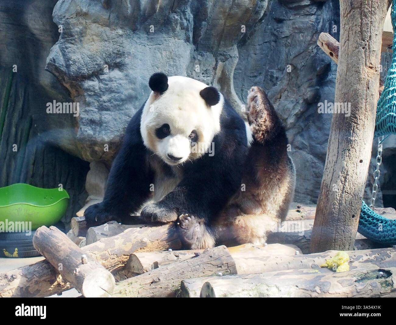 Giant pandas enjoy spring time at Beijng Zoo, Beijing, China, 17 March ...