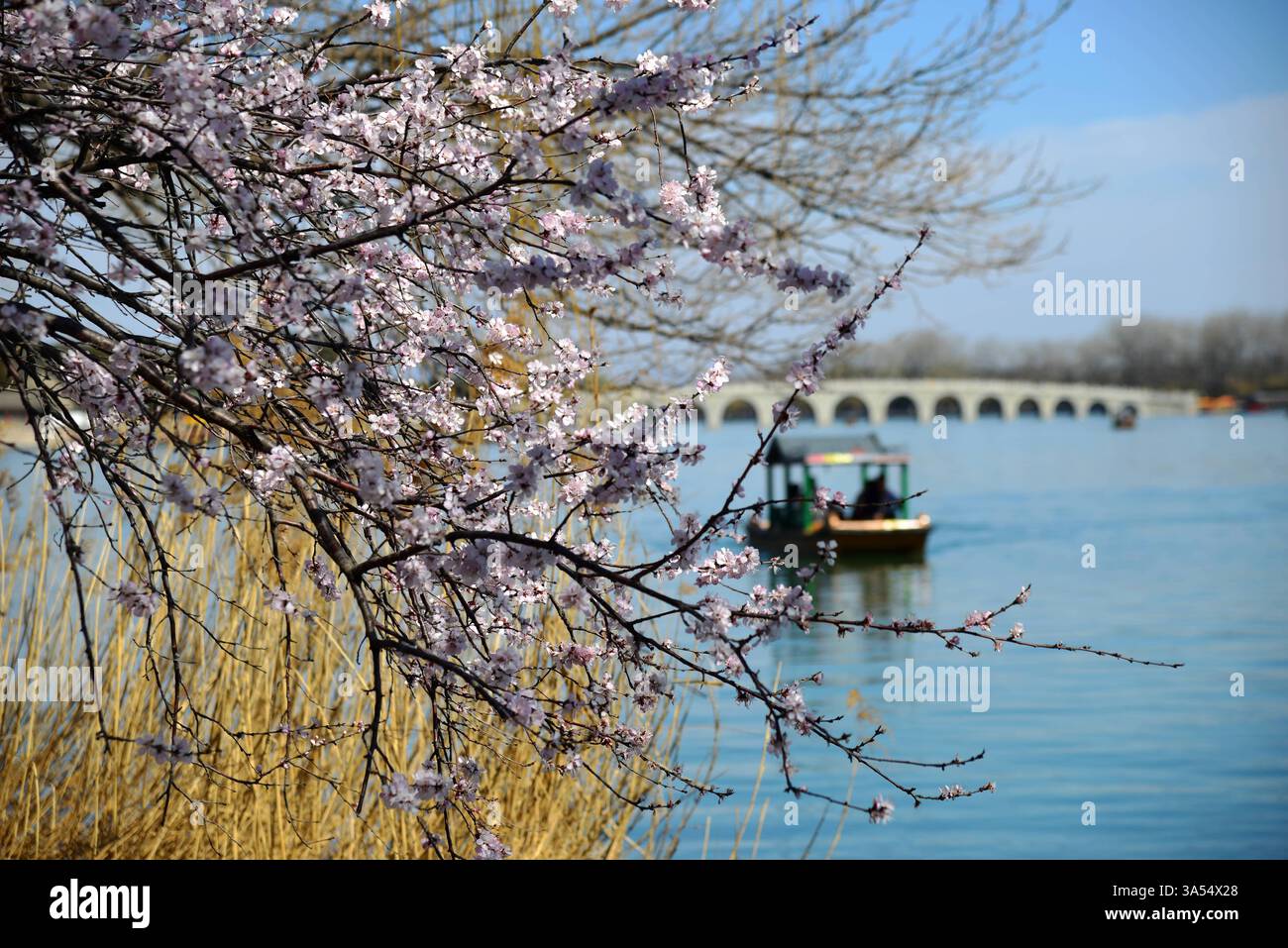 Spring scenery in the Summer Palace in Beijing, China, 19 March, 2025 ...