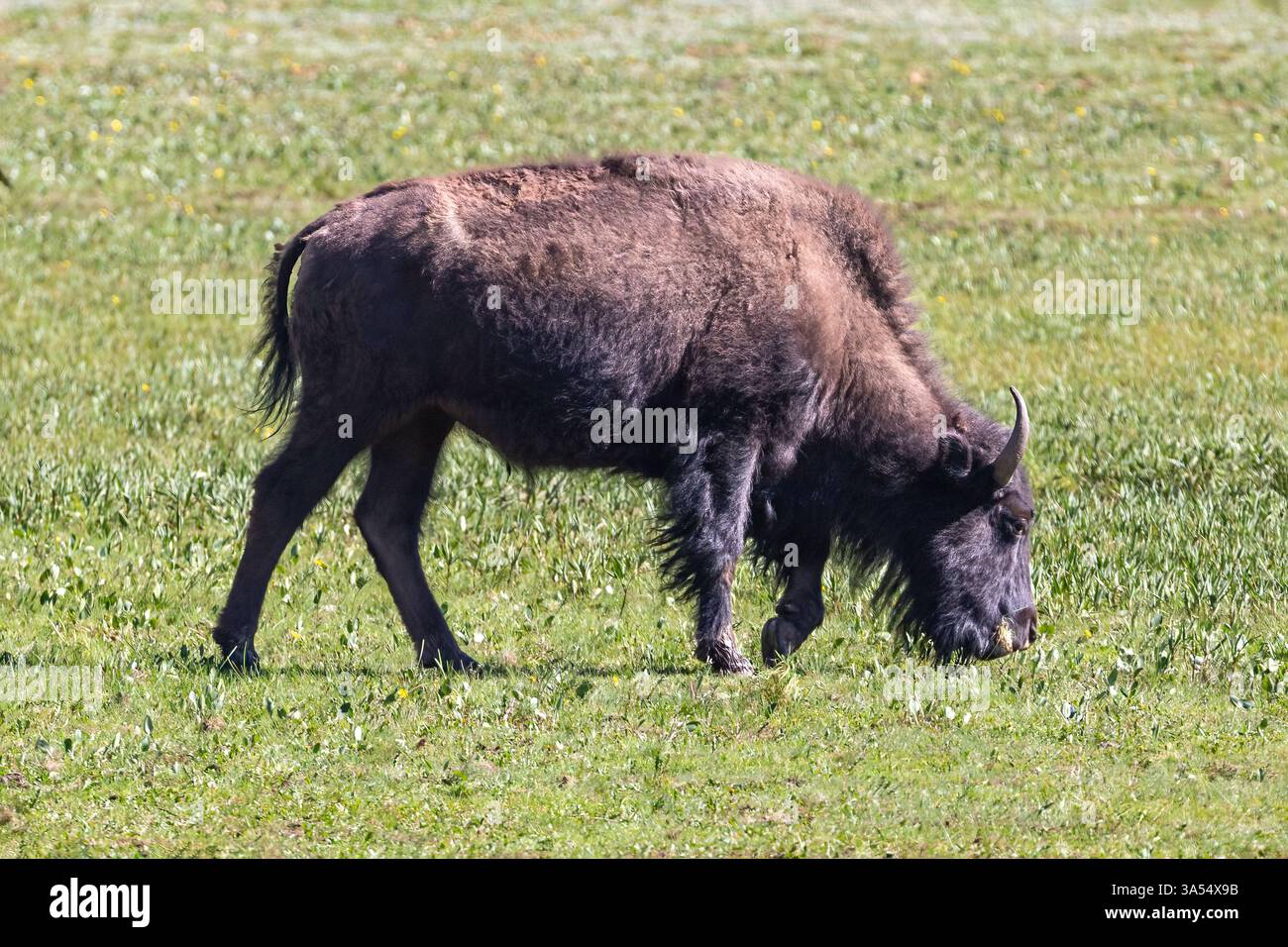 American Plains Bison (bison bison) grazing in grassy field. At Grand ...