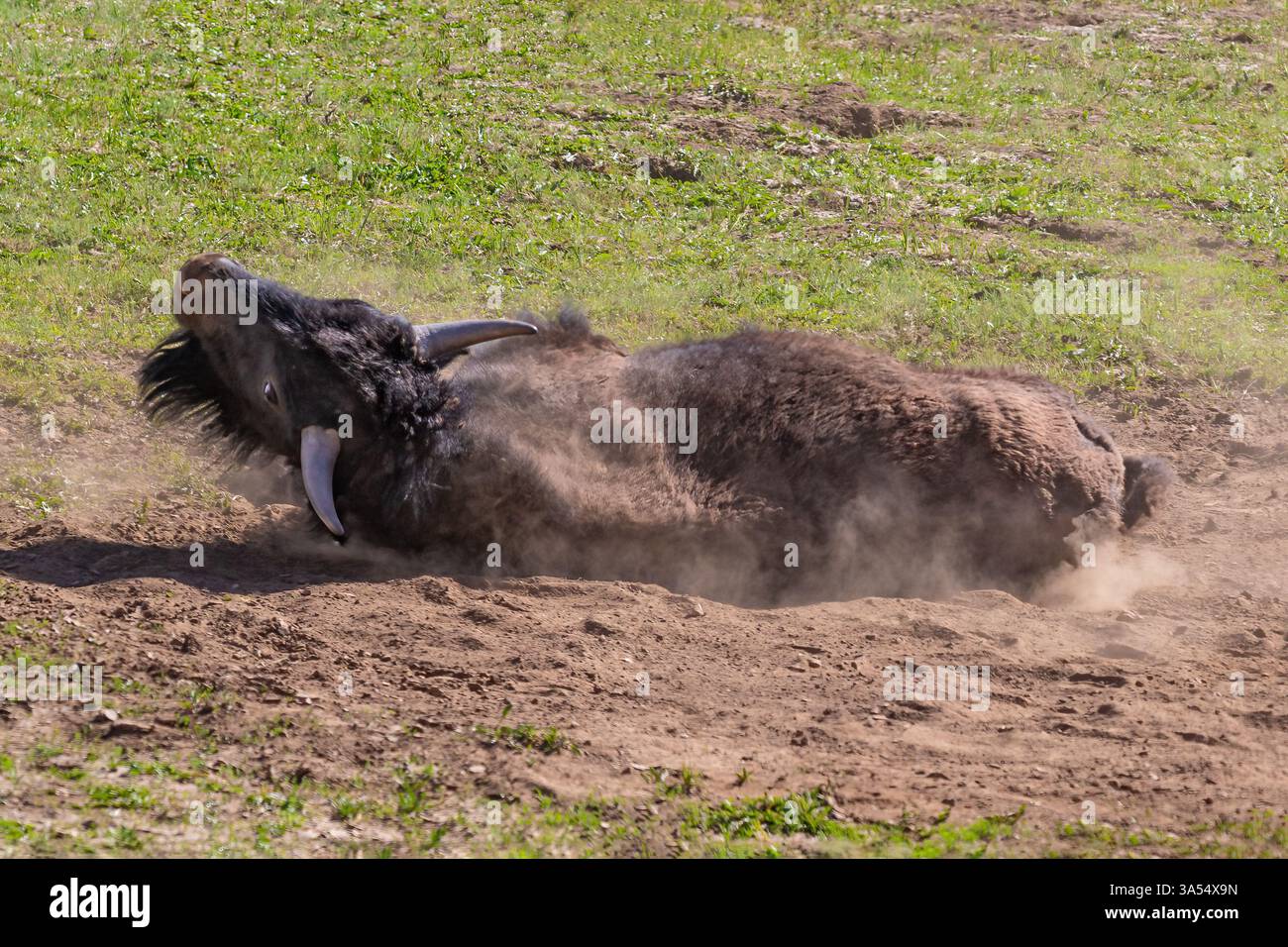 Closeup, American Bison (Bison bison) in dusty wallow, on the Grand ...