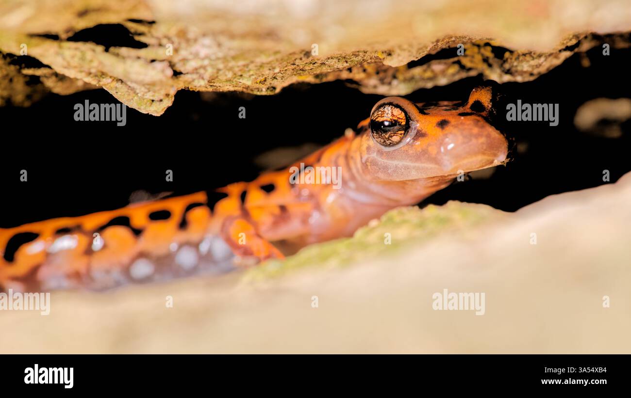 Cave Salamander, Snake Road, Shawnee National Forest, Union county ...