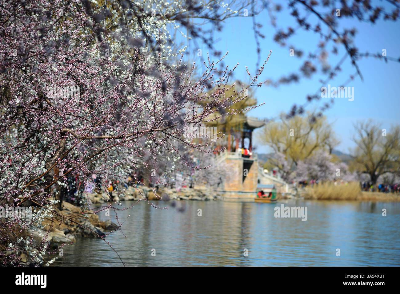 Spring scenery in the Summer Palace in Beijing, China, 19 March, 2025 ...