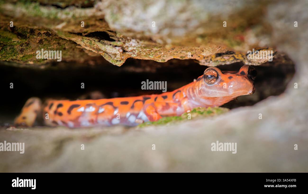 Cave Salamander, Snake Road, Shawnee National Forest, Union county ...