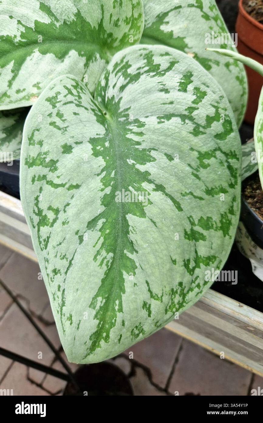 Pothos pictus hi-res stock photography and images - Alamy