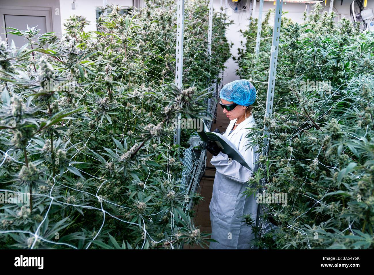 Amidst lush cannabis plants hi-res stock photography and images - Alamy