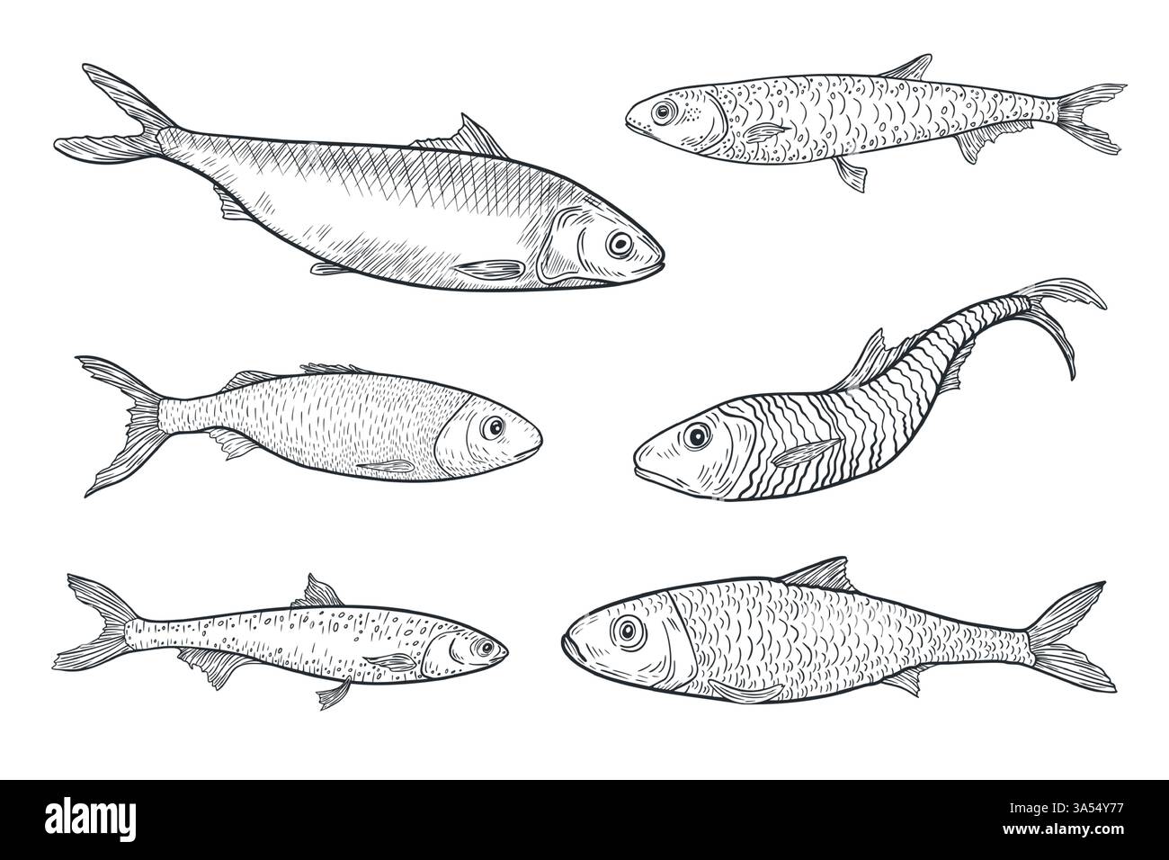 Sardine black white ink vector sketch. Monochrome fish set illustration ...