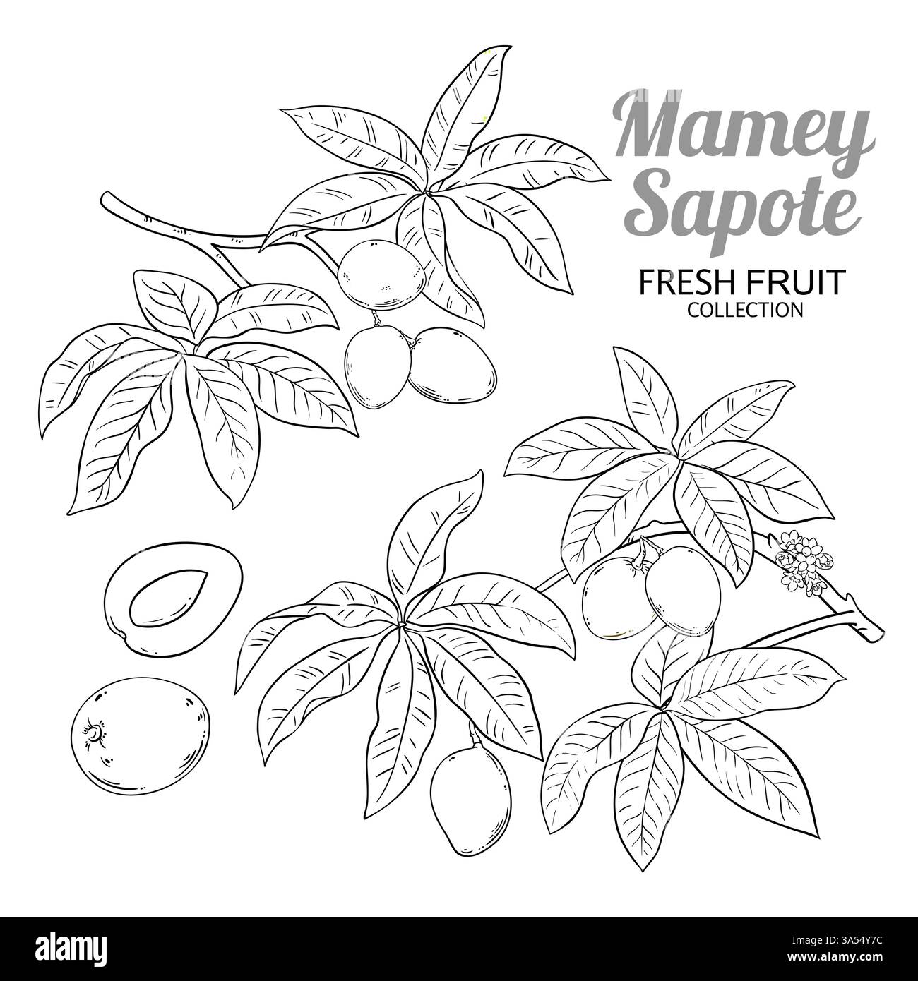 Mamey Sapote Branch Outline Illustration Stock Vector Image & Art - Alamy