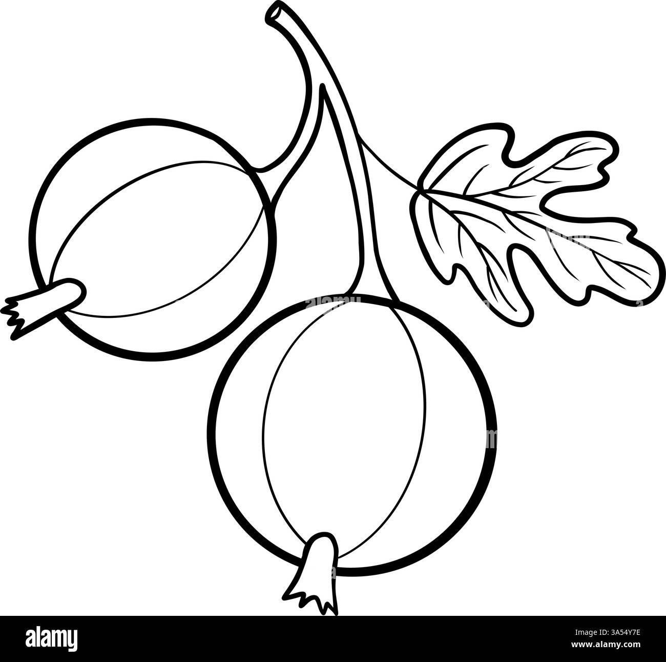 Outline Gooseberry berry. Seasonal berry. Line drawing, coloring book ...