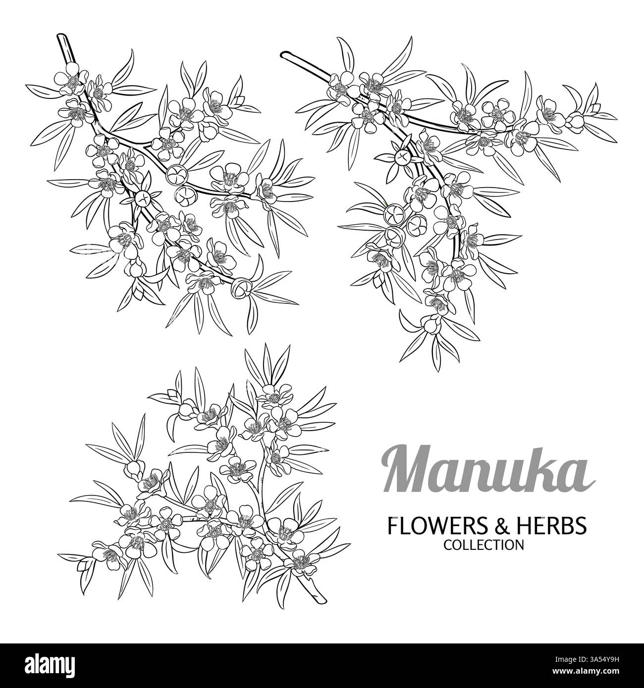Manuka Branch with Flowers Outline Illustration Stock Vector Image ...