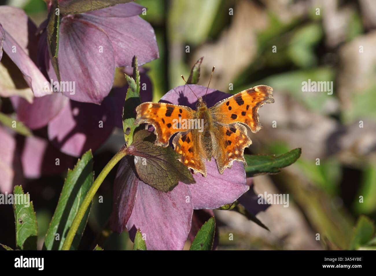 Comma (Polygonia c album), family Nymphalidae sunbathing on a purple ...