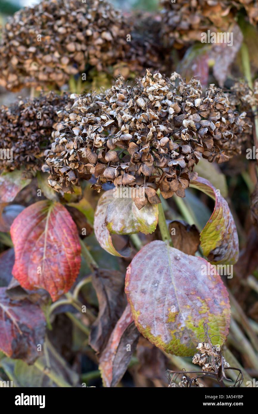Seasonal dried flowers hi-res stock photography and images - Alamy