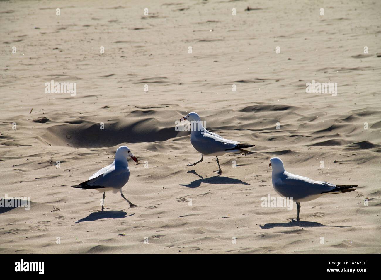 Three seagulls with white and gray feathers walk across the sand on a ...