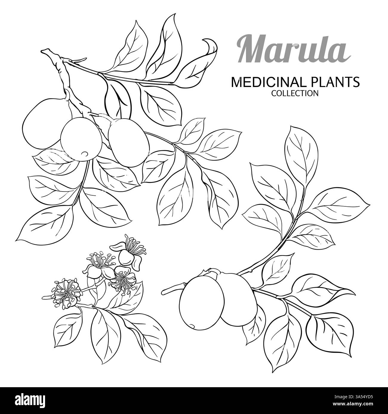 Marula Branch with Flowers Outline Illustration Stock Vector Image ...