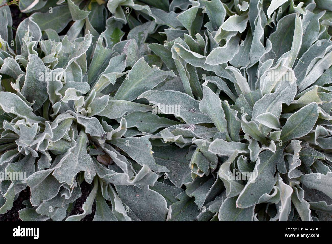 Top down view silvery hi-res stock photography and images - Alamy