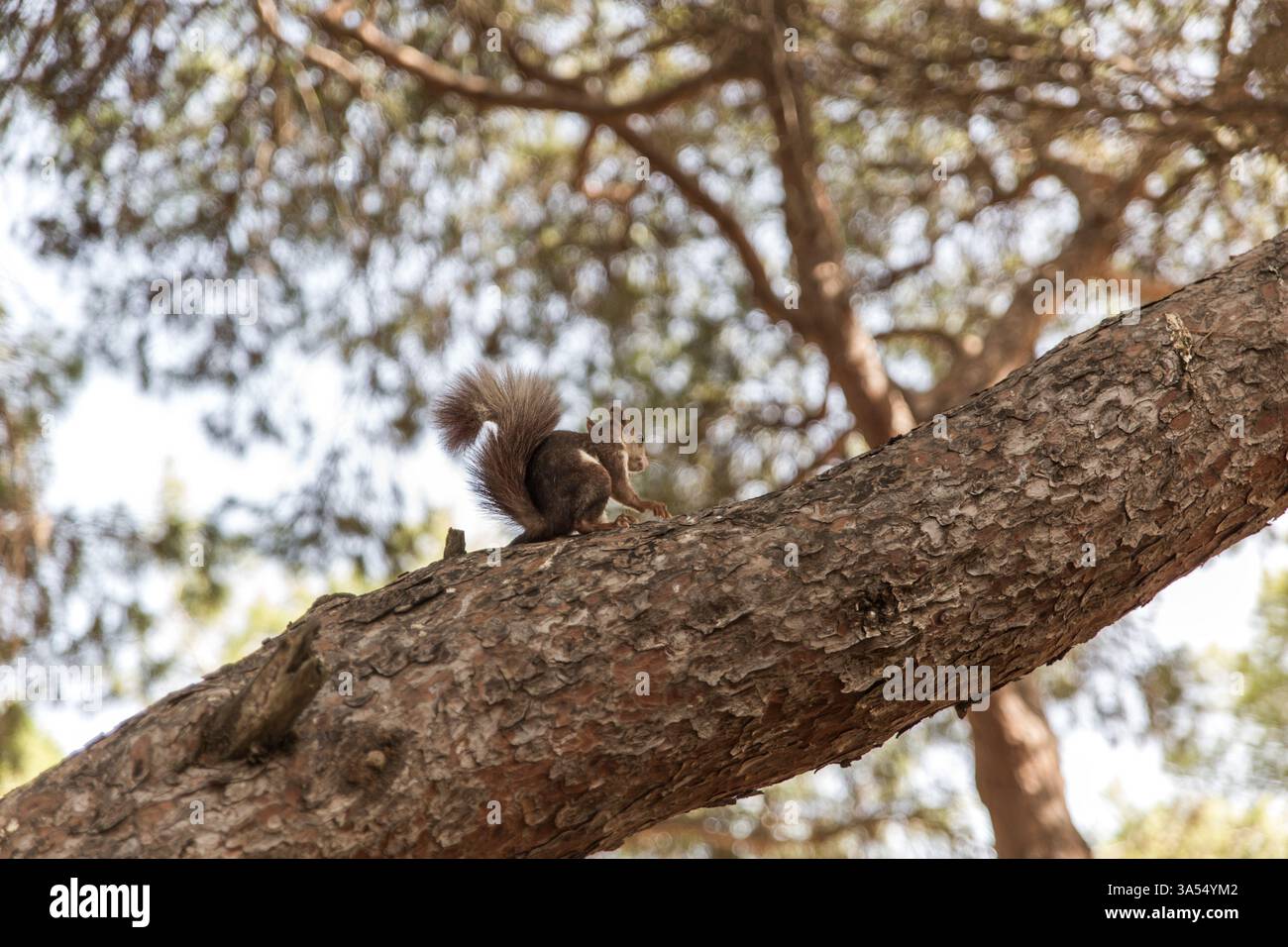 A small squirrel perches on a tree branch in a sunlit forest. Natural ...