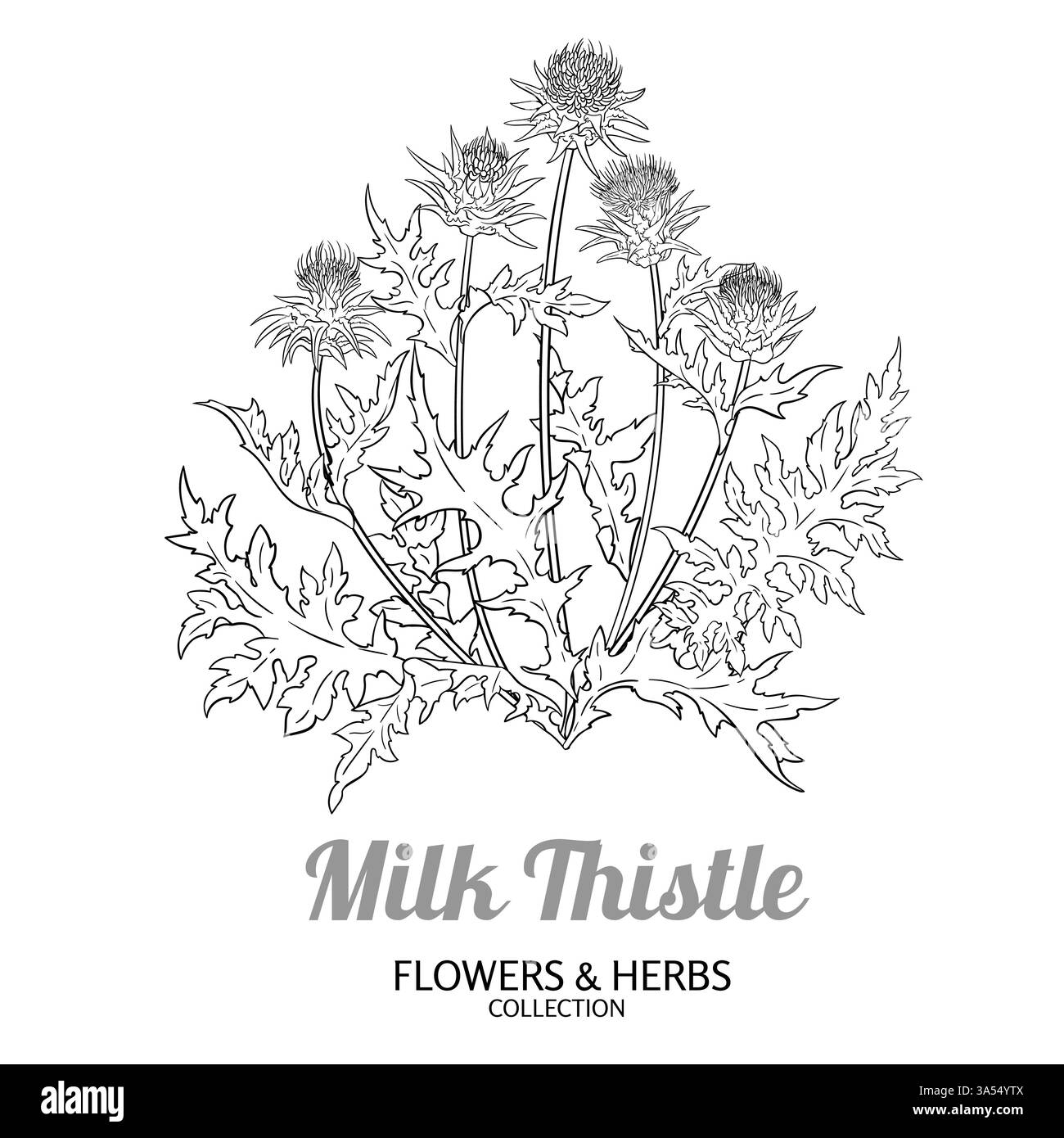 Milk thistle silybum plant Stock Vector Images - Alamy