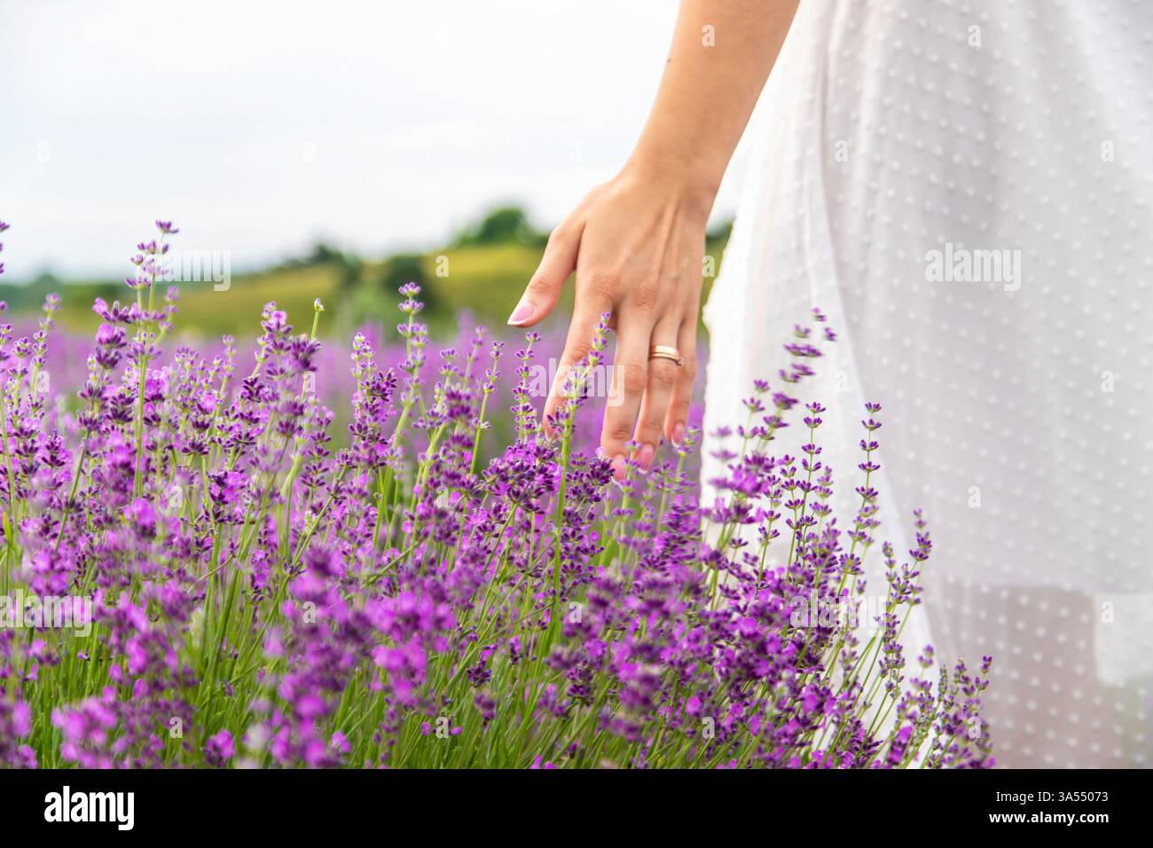 Woman's hand gently touching lavender flowers Stock Photo - Alamy