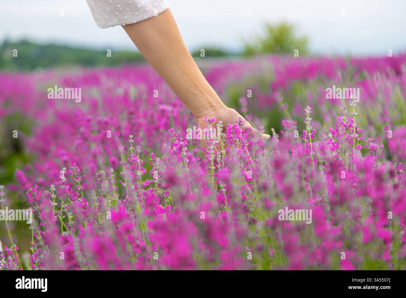 Woman's hand gently touching lavender flowers Stock Photo - Alamy
