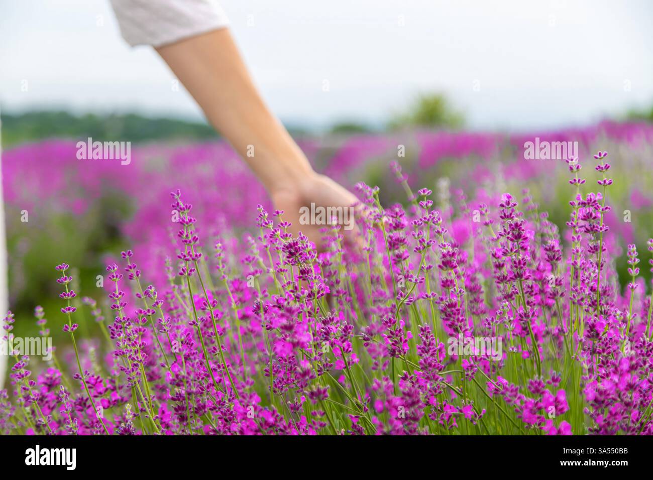 Woman's hand gently touching lavender flowers Stock Photo - Alamy