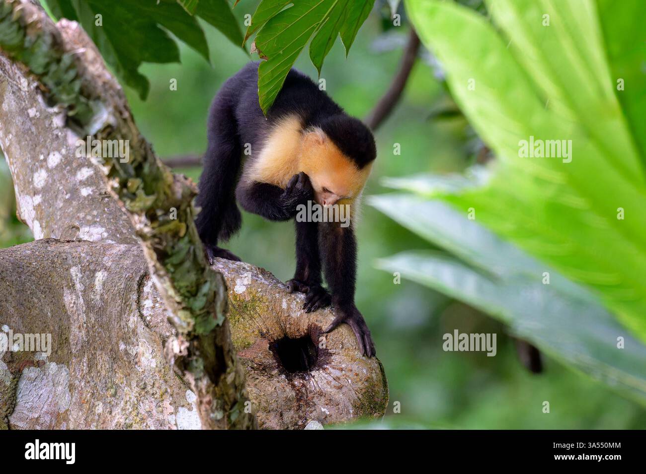 White-faced Capuchin Monkey (Cebus capucinus) drinking water from a ...