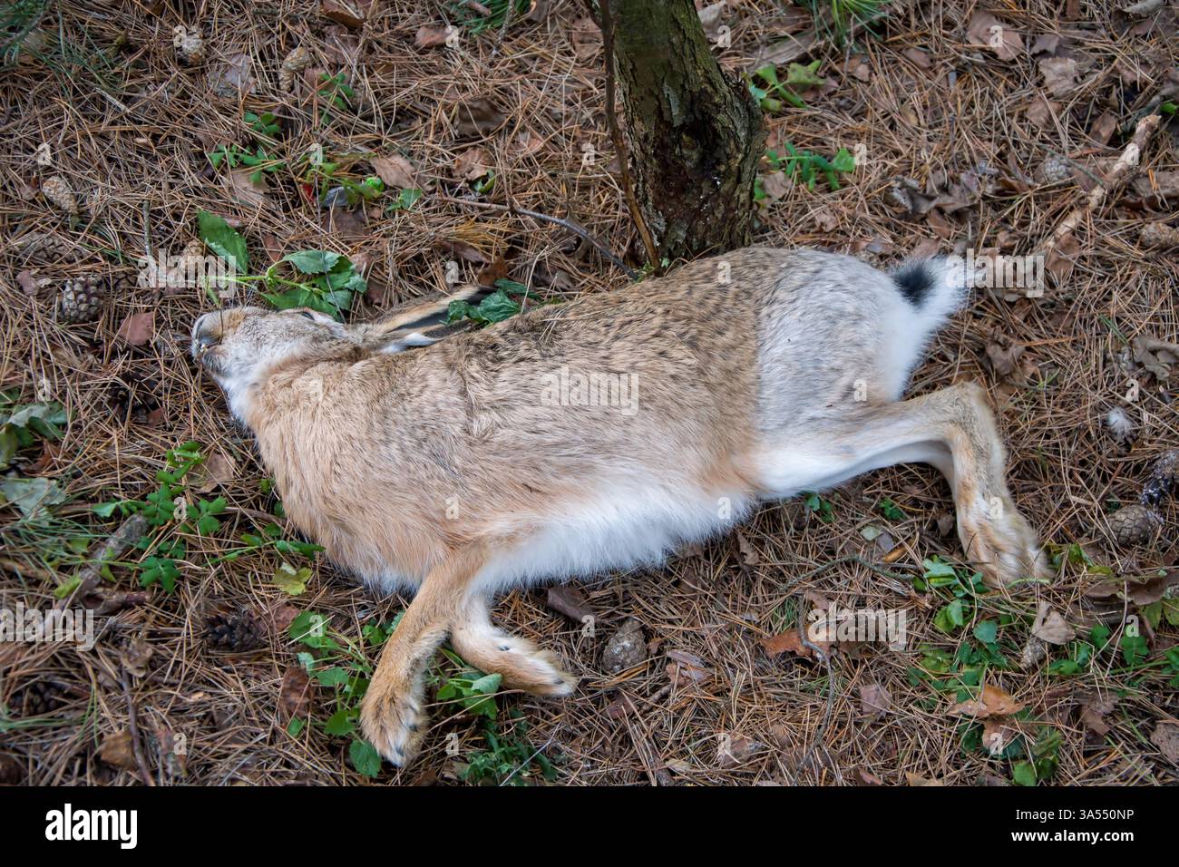 Death rabbit hi-res stock photography and images - Alamy