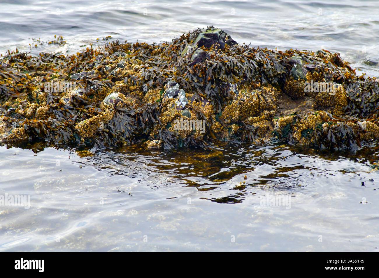 Horizontal photo of rocks covered in seaweeds, kelp and balanidae Stock ...